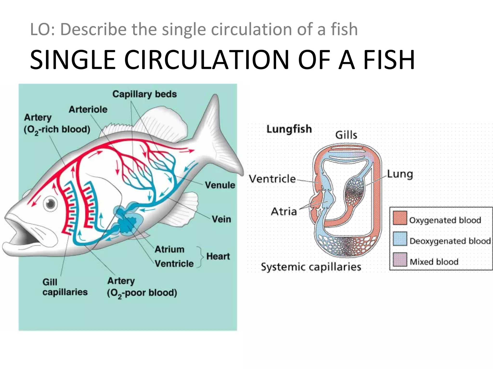 Transport systems in animals | PPT