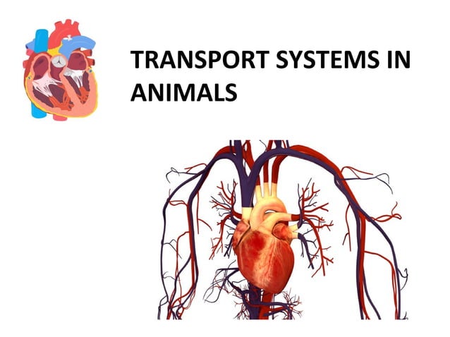 Transport systems in animals | PPT