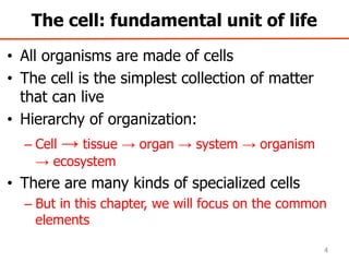 04Zool Chap06 TheCell.pptx
