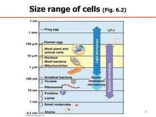 04Zool Chap06 TheCell.pptx | Free Download
