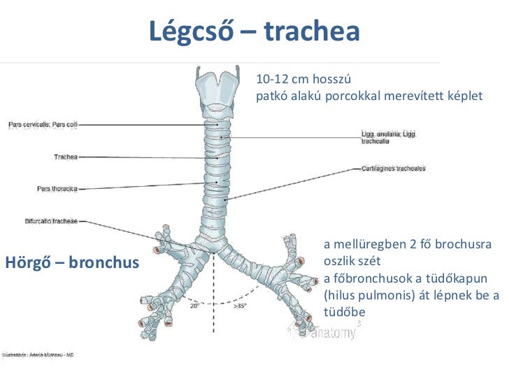 05 - Légzőszervek anatómiája OLKDAsoknak