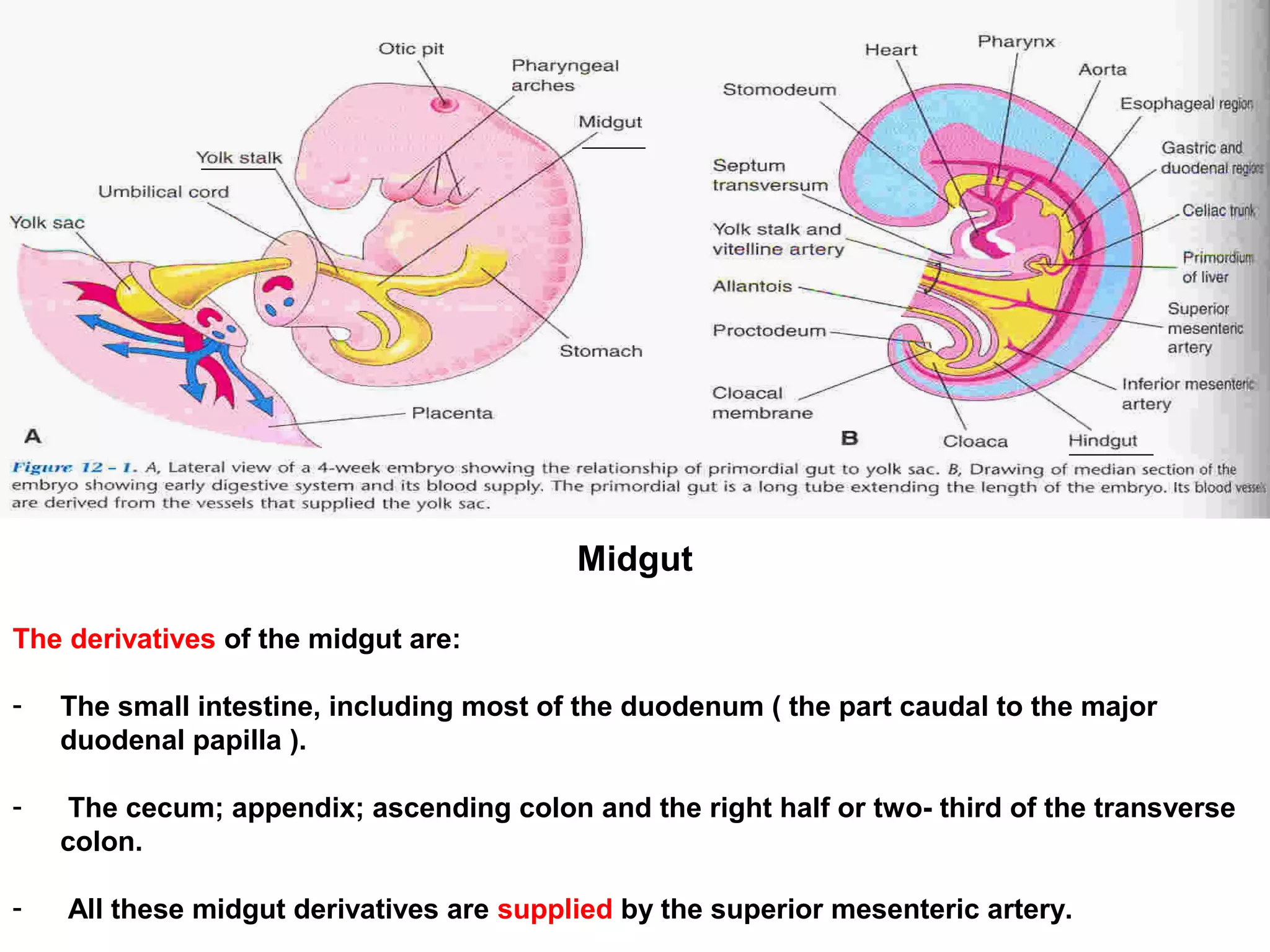 05. midgut& hindgut embryo | PPT