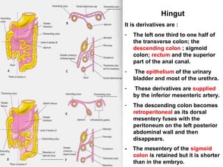 05. midgut& hindgut embryo | PPT