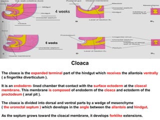 05. midgut& hindgut embryo | PPT