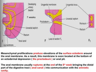 05. midgut& hindgut embryo | PPT
