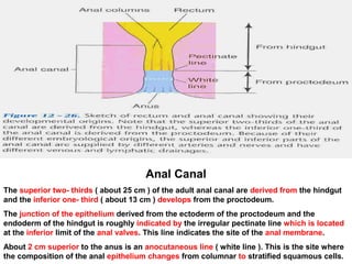 05. midgut& hindgut embryo | PPT