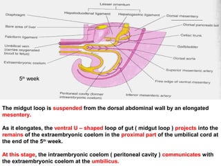 05. midgut& hindgut embryo | PPT