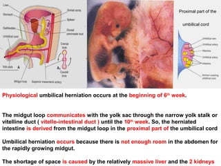 05. midgut& hindgut embryo | PPT