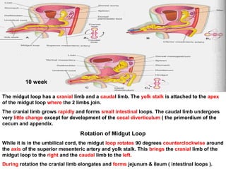 05. midgut& hindgut embryo | PPT