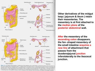 05. midgut& hindgut embryo | PPT
