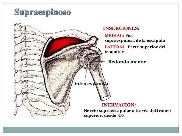 05. smf supraespinoso prv