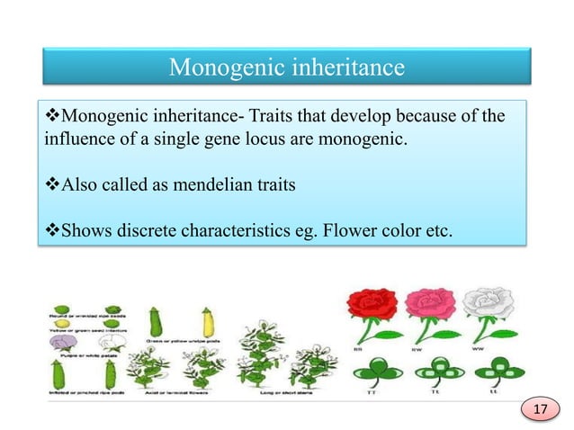 ROLE OF INHERITANCE IN CROP IMPROVEMENT | PPT