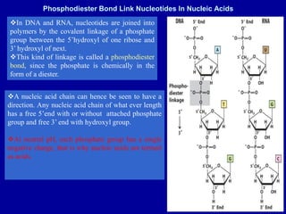 06. structure of dna and rna | PPT