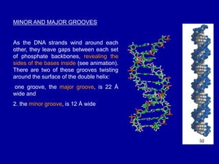 06. structure of dna and rna | PPT