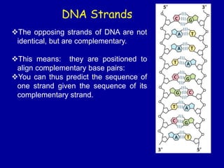 06. structure of dna and rna | PPT