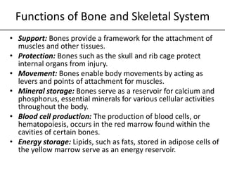 05.Skeletal system_full(1).ppt