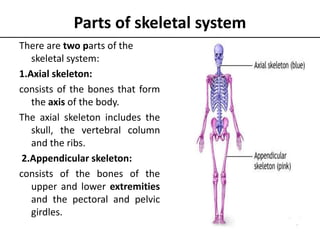05.Skeletal system_full(1).ppt