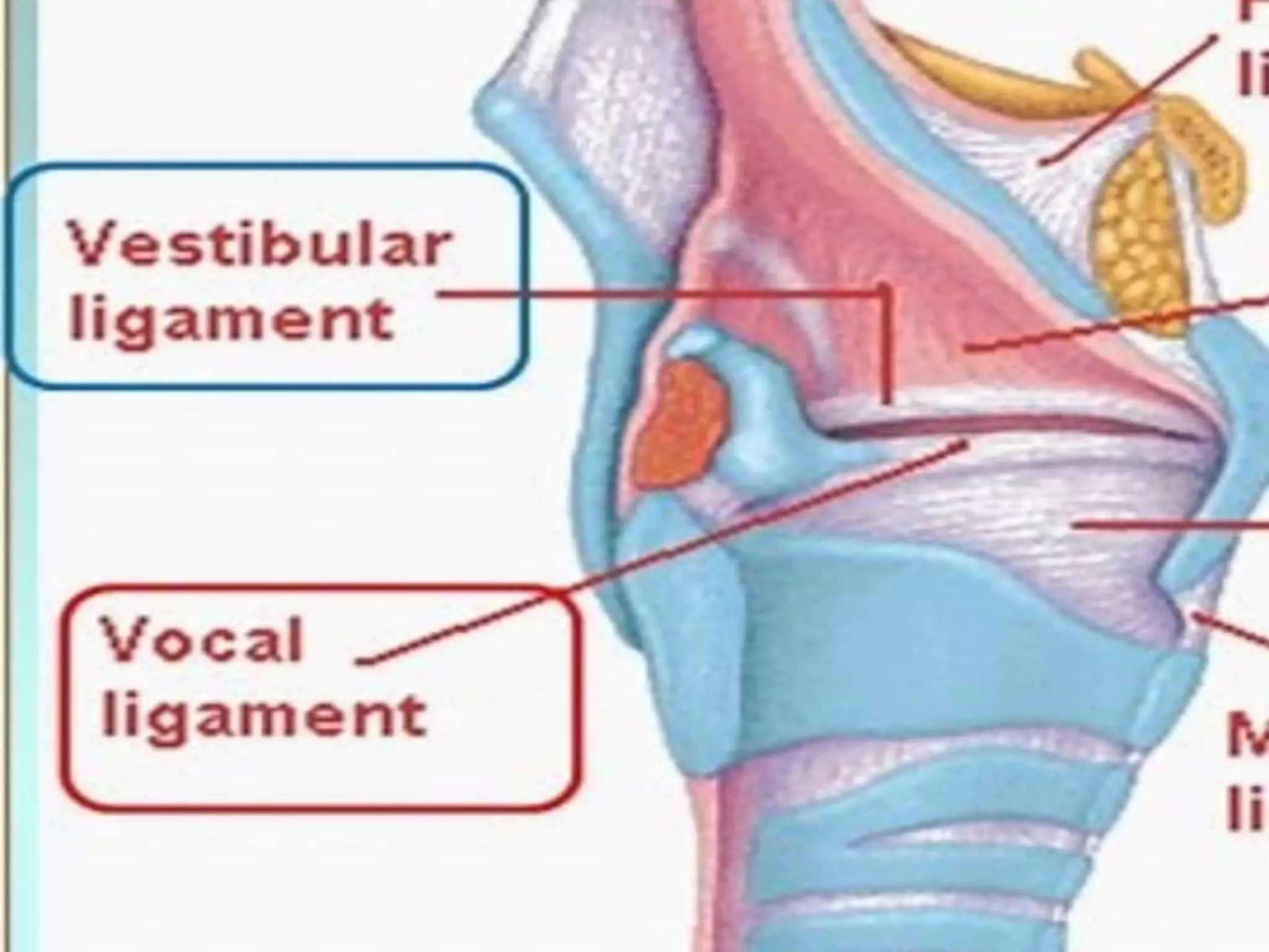 Anatomy of the Larynx.pptx