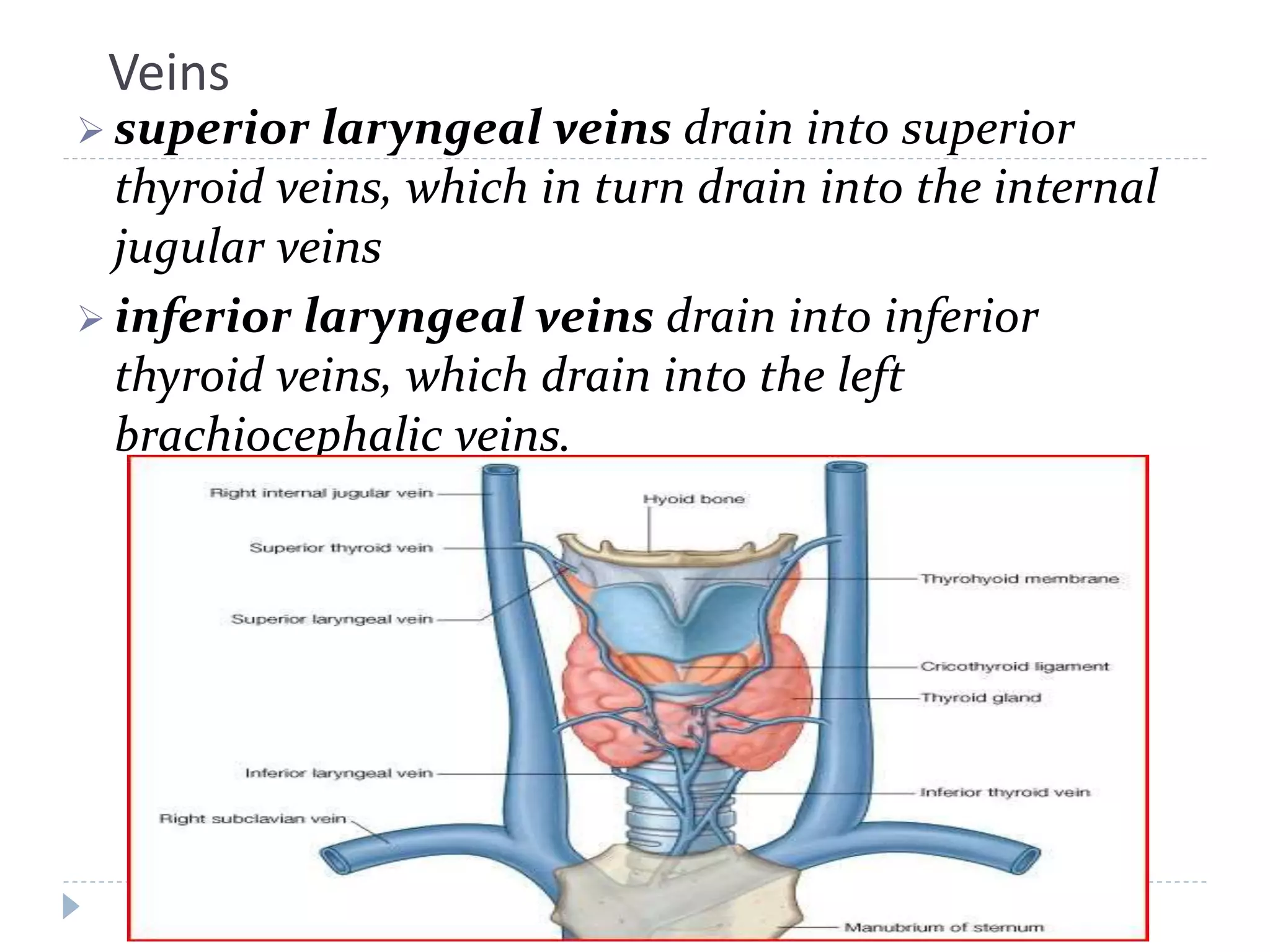 Anatomy of the Larynx.pptx