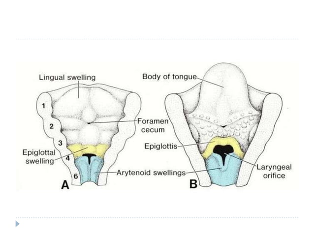Anatomy of the Larynx.pptx