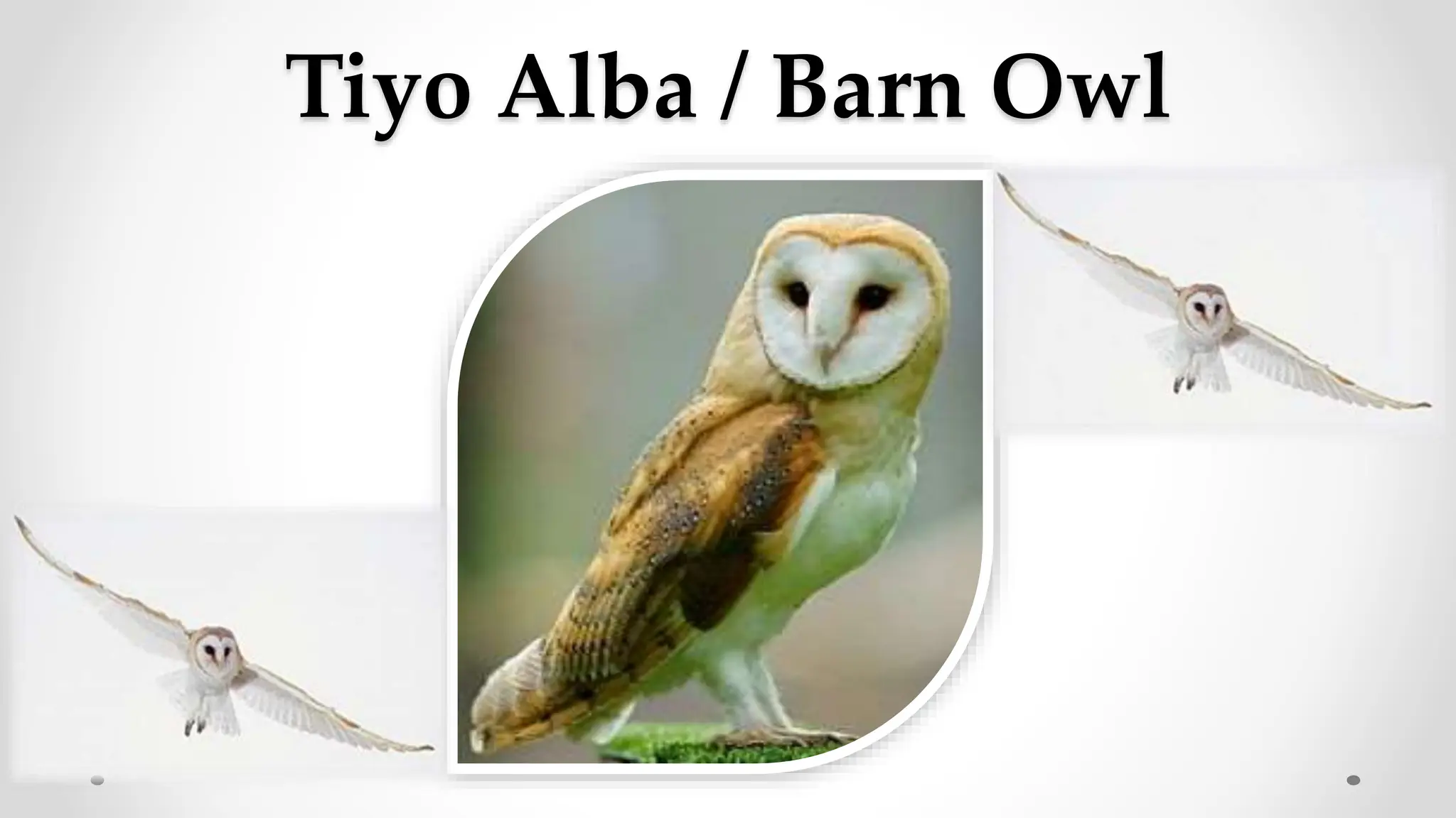 Diskripsi Burung Hantu.pptx