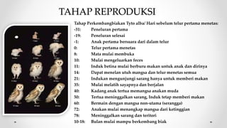 Diskripsi Burung Hantu.pptx