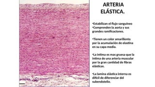 HISTOLOGIA:ARTERIAS,VENAS Y VASOS LINFATICOS | PPT