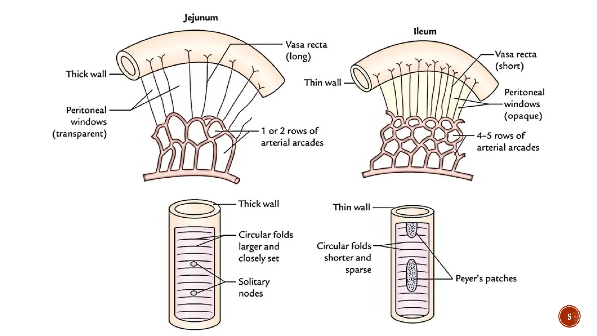 05. jejunum vs ileum.pptxxxxxxxxxxxxxxxx | PPTX