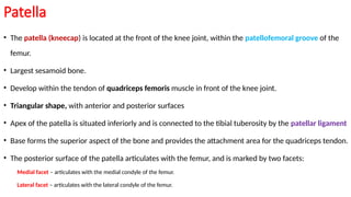 05.Femur and Patella p . . . . . . . . . | PPT