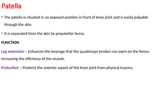 05.Femur and Patella p . . . . . . . . . | PPTX