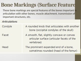 000001145. BONE MARKINGS .pptx