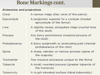 000001145. BONE MARKINGS .pptx