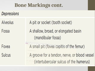 000001145. BONE MARKINGS .pptx