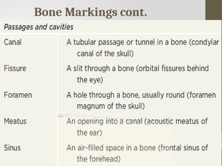 000001145. BONE MARKINGS .pptx