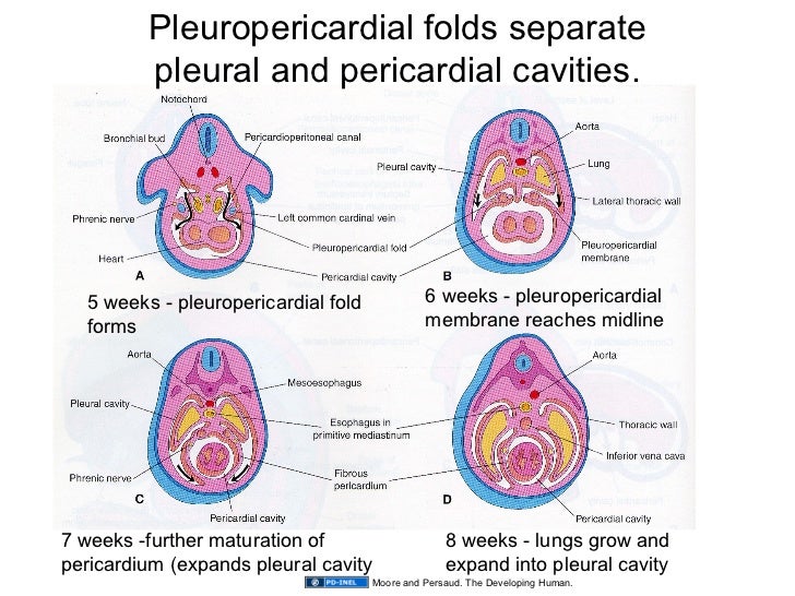 05.26.09(b): Development of the Respiratory System and Diaphragm