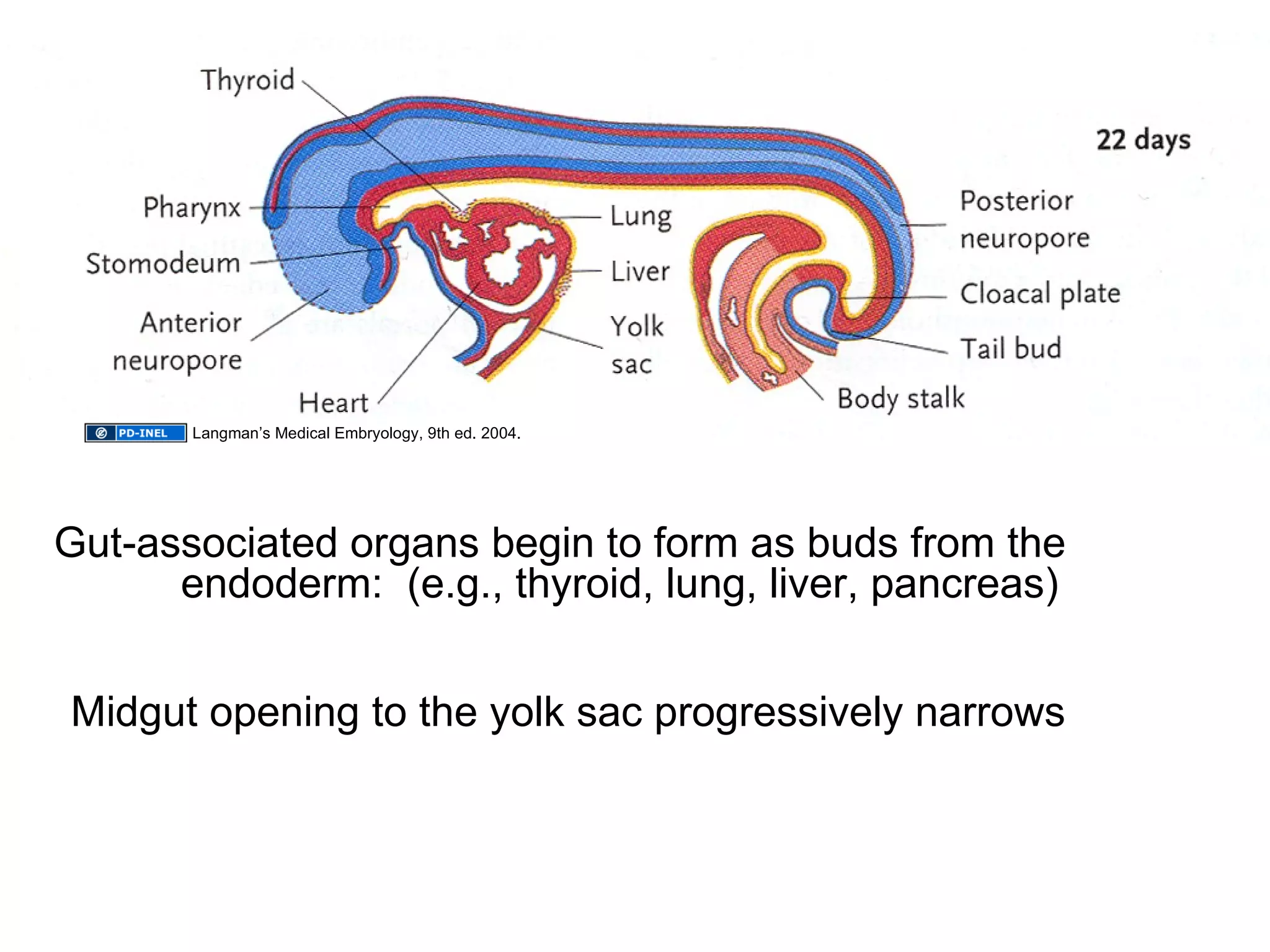 05.28.09(a): Development of the Gastrointestinal System | PPT