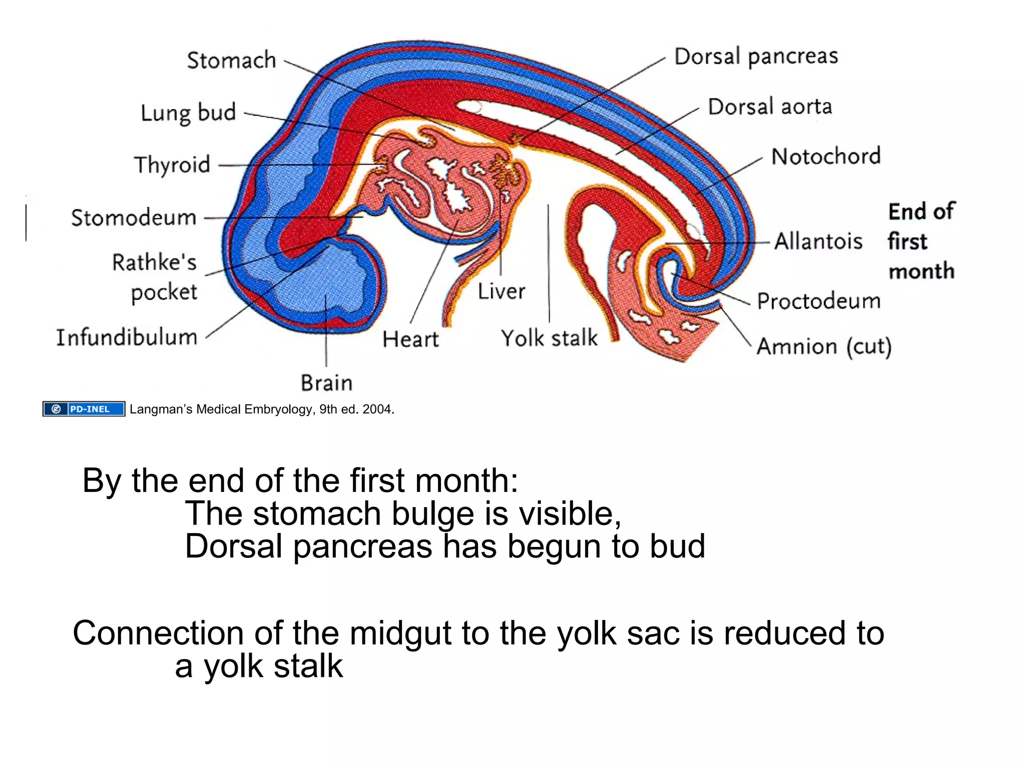 05.28.09(a): Development of the Gastrointestinal System | PPT