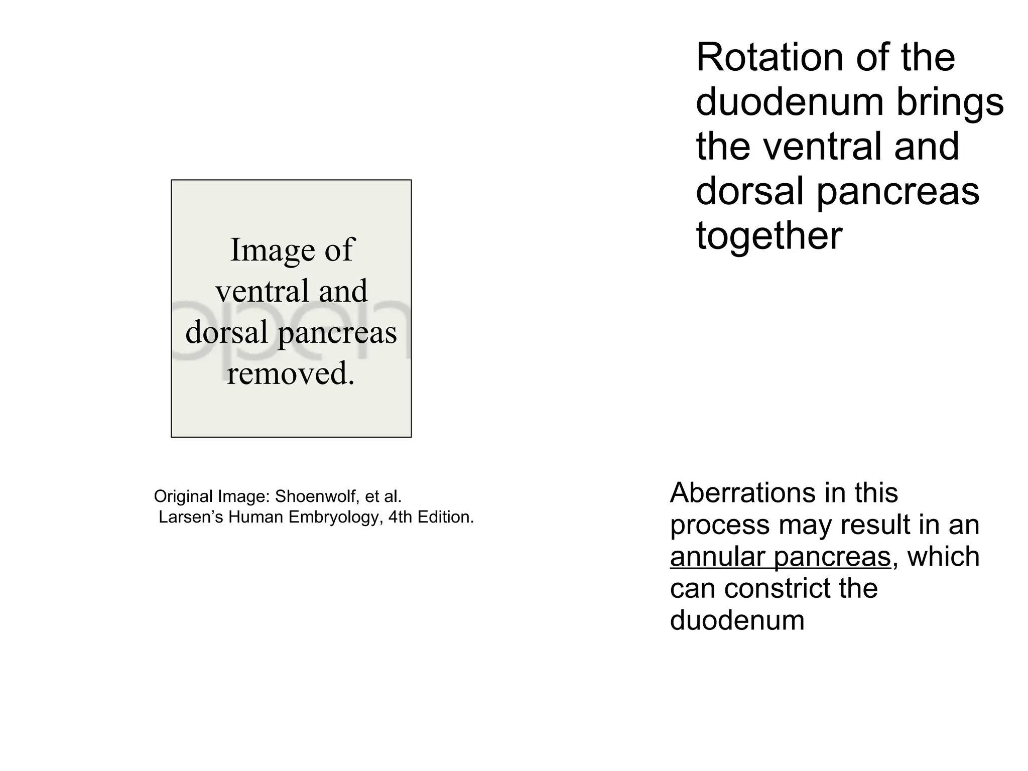 05.28.09(a): Development of the Gastrointestinal System | PPT