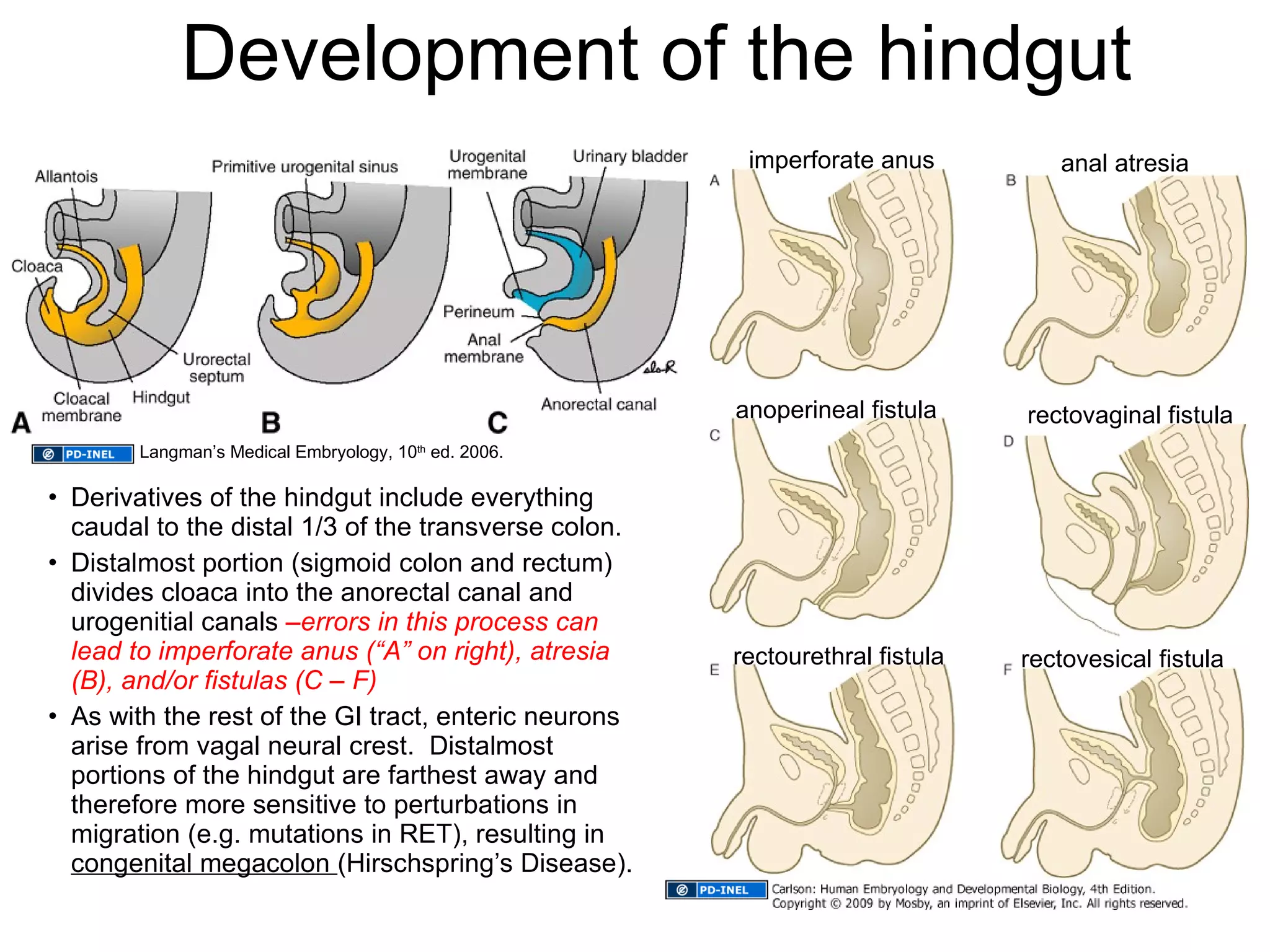 05.28.09(a): Development of the Gastrointestinal System | PPT