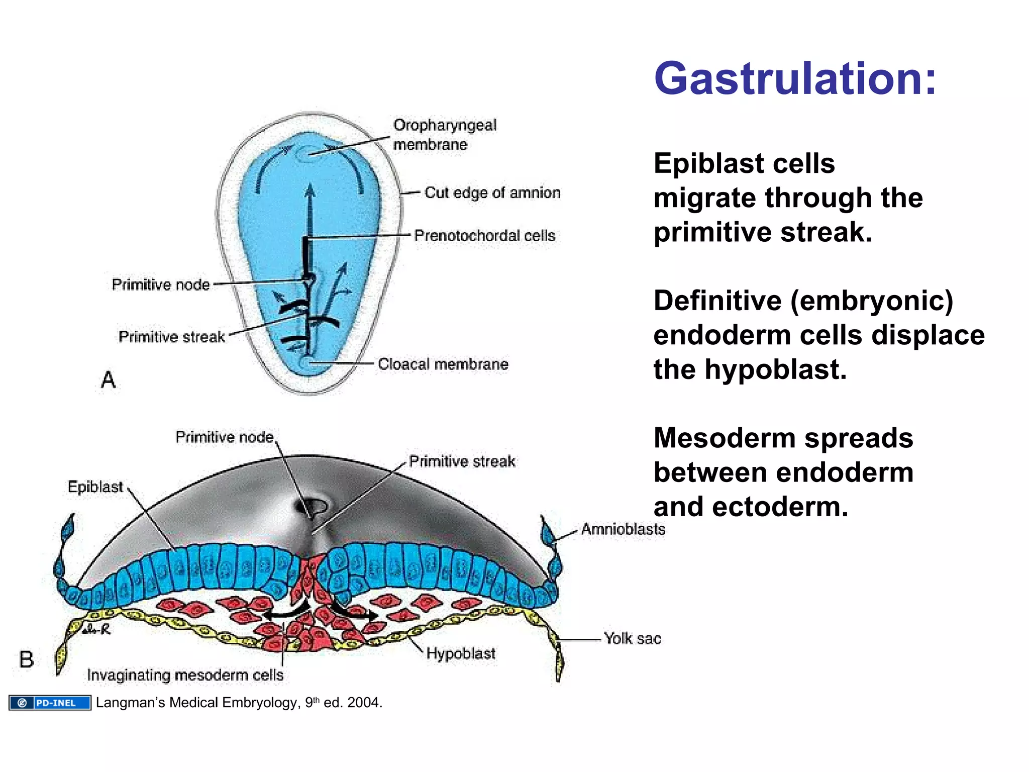 05.28.09(a): Development of the Gastrointestinal System | PPT