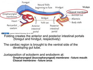 05.28.09(a): Development of the Gastrointestinal System | PPT