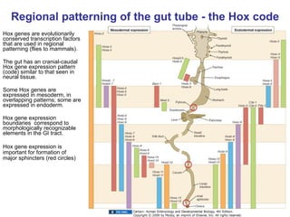 05.28.09(a): Development of the Gastrointestinal System | PPT