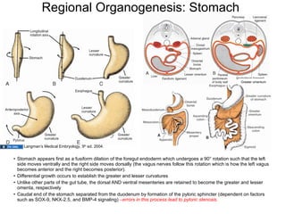 05.28.09(a): Development of the Gastrointestinal System | PPT