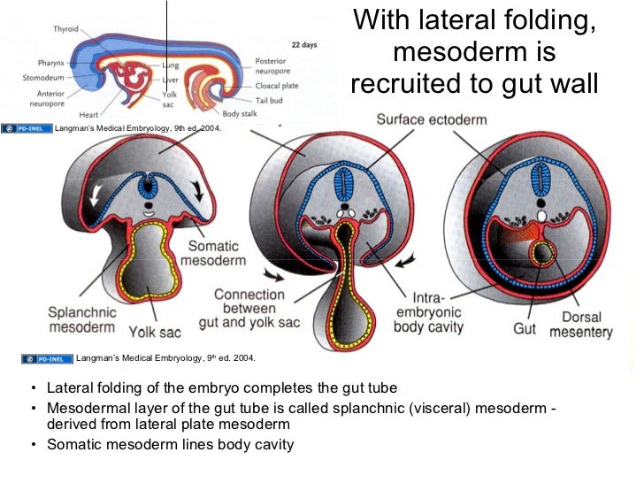 05.28.09(a): Development of the Gastrointestinal System