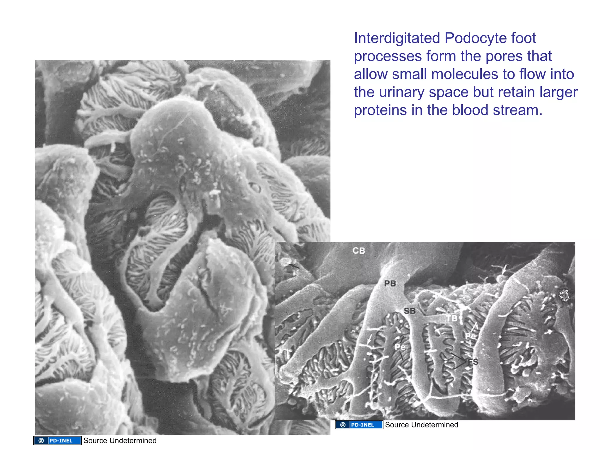 05.28.09(b): Development of the Urinary System | PPT