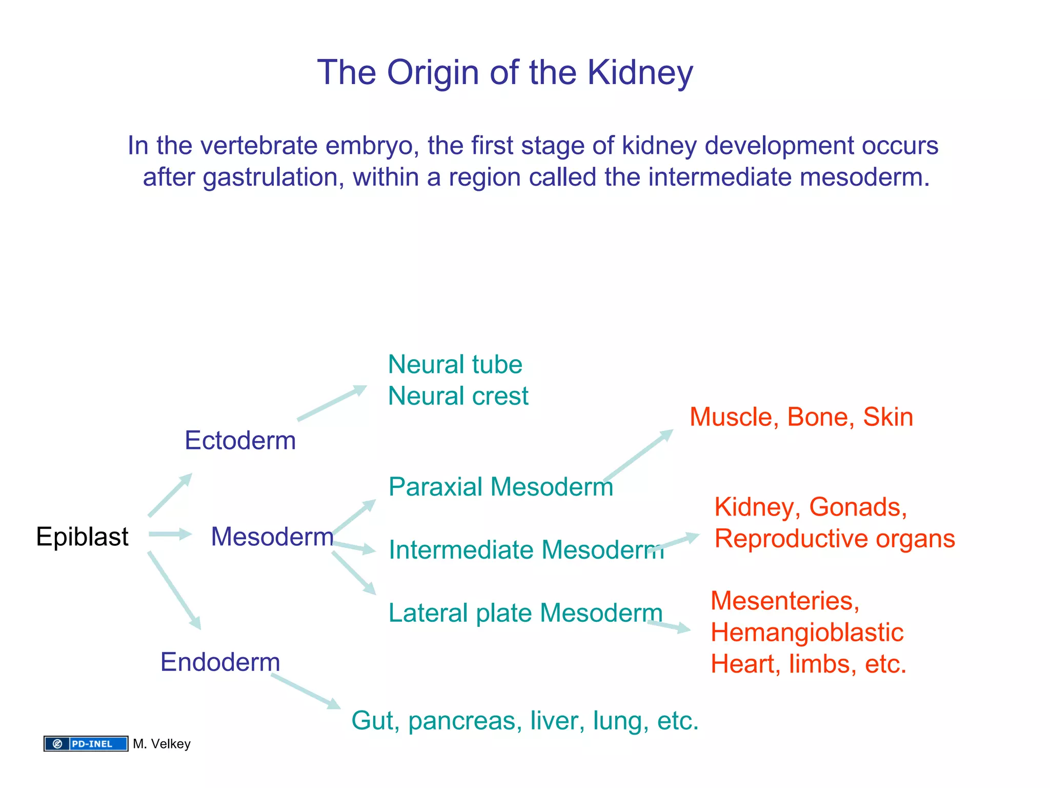 05.28.09(b): Development of the Urinary System | PPT