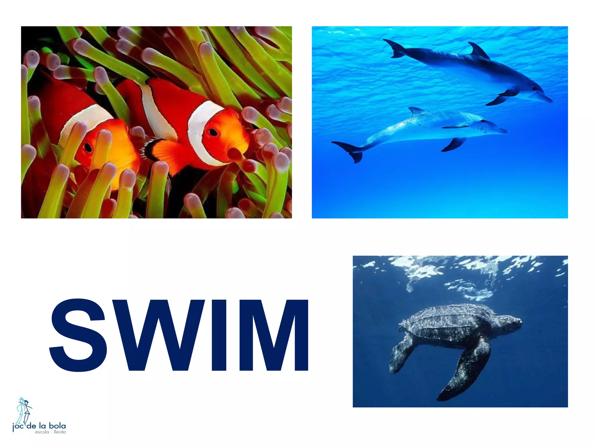 HOW DO ANIMALS MOVE? | PPS | Birds | Pets