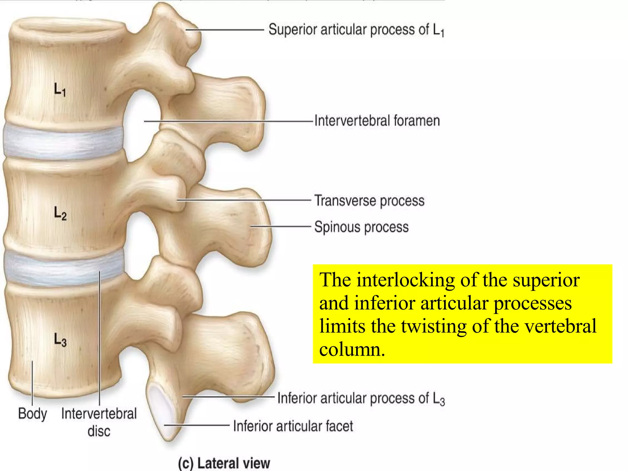 05 Axial Skeleton Vertebral Column And Thoracic Cage | PPT