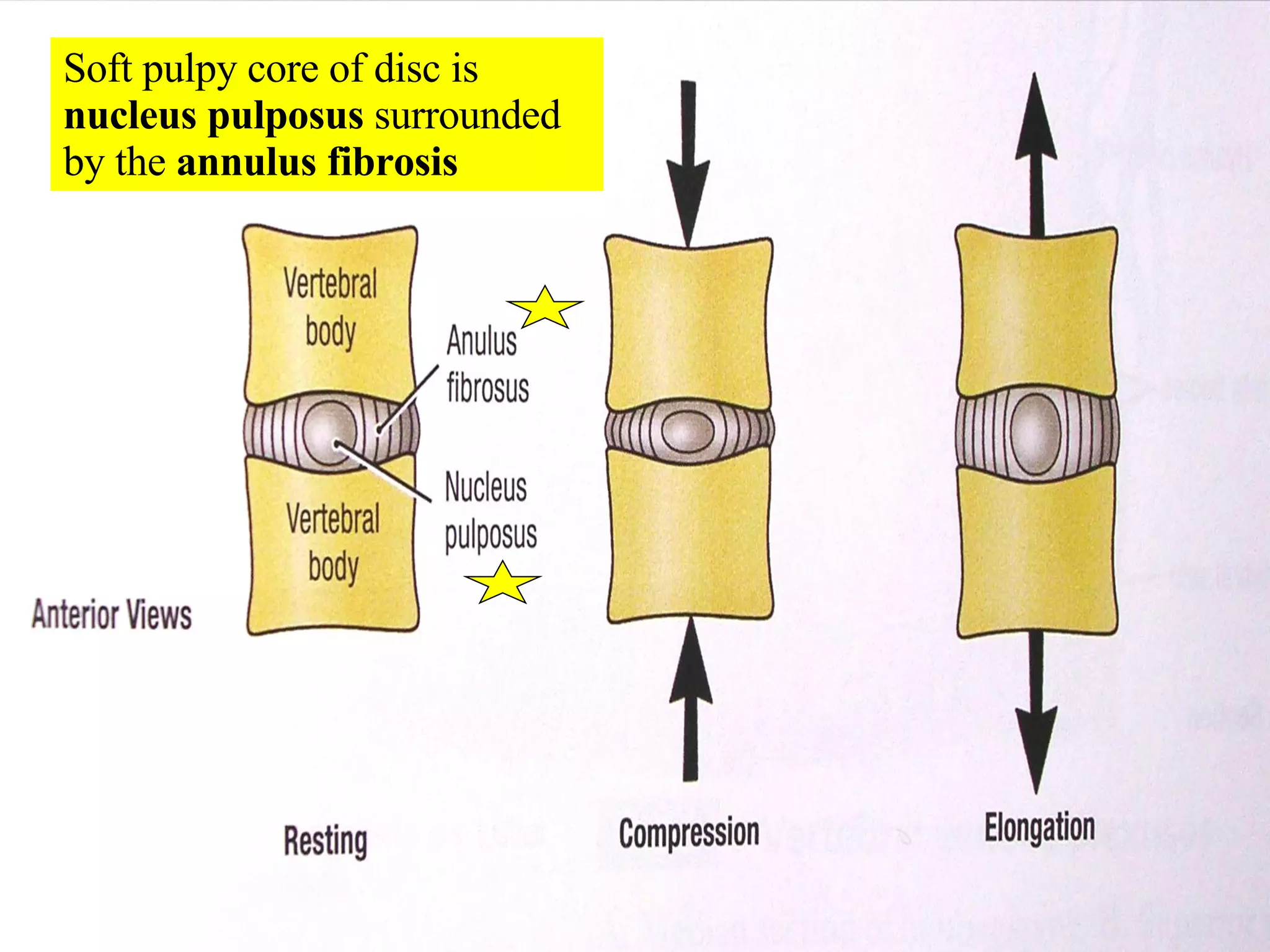 05 Axial Skeleton Vertebral Column And Thoracic Cage | PPT