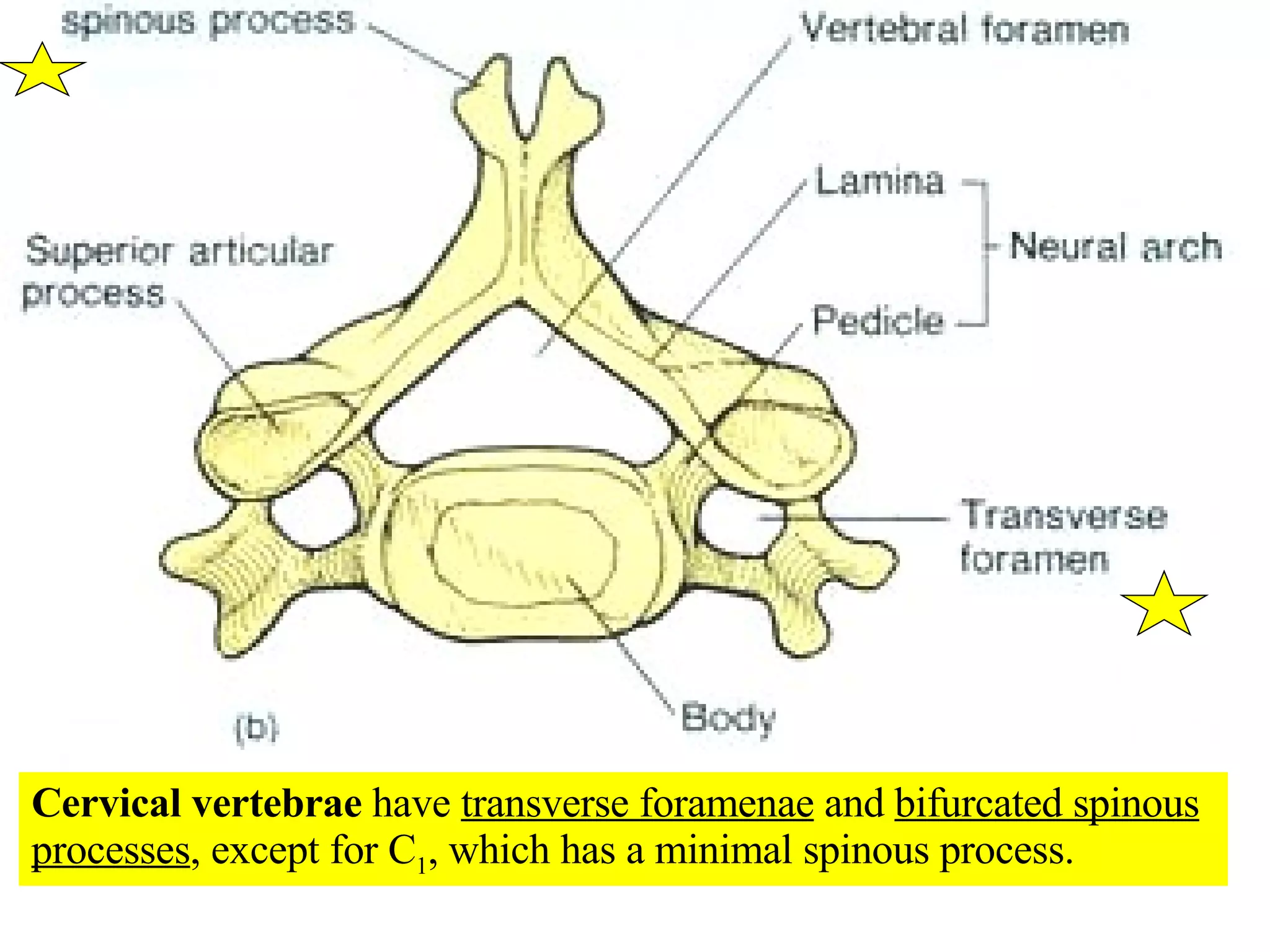 05 Axial Skeleton Vertebral Column And Thoracic Cage | PPT